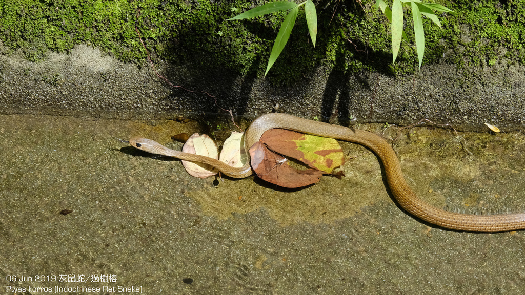 Indo-Chinese Rat Snake in June 2019 by PK Yeung · iNaturalist
