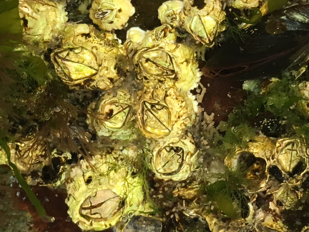 Acorn Barnacle (Multi-Agency Rocky Intertidal Network ) · iNaturalist