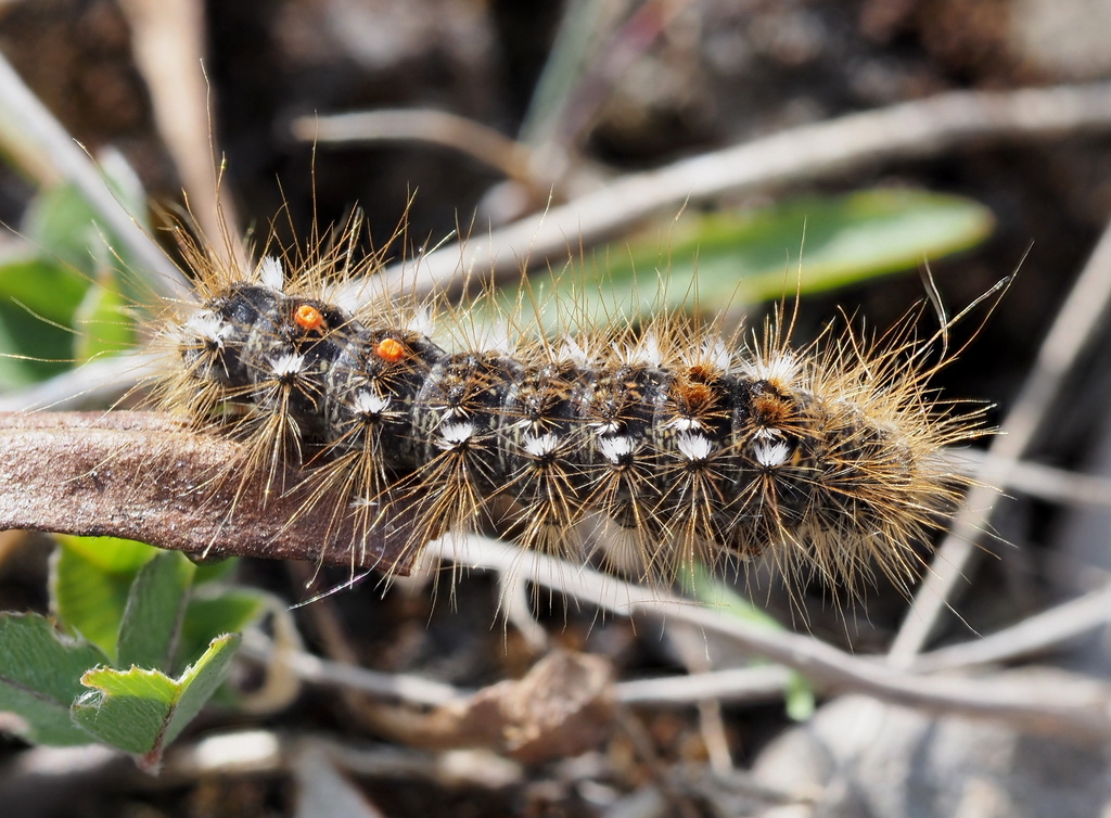 Brown-tail Moth from Hull, UK on April 27, 2025 at 09:33 AM by Ian ...