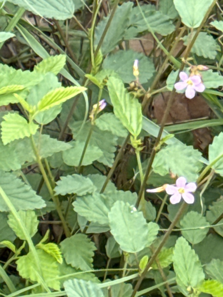 Pyramid Flower from N Loop 1604 W, San Antonio, TX, US on April 27 ...