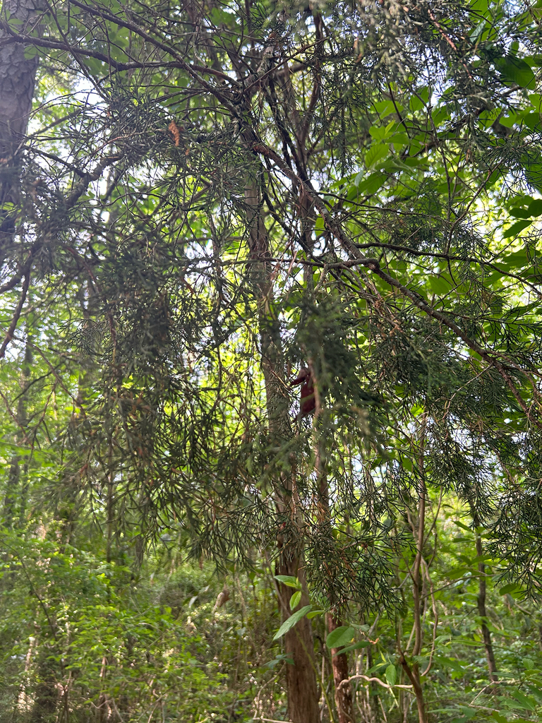 eastern redcedar from Klondike Rd, Stonecrest, GA, US on April 27, 2025 at 09:18 AM by dash ...