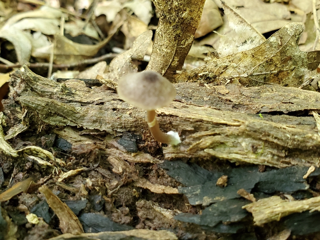 Leptonia from Waveland, IN 47989, USA on August 24, 2019 at 02:48 PM by ...