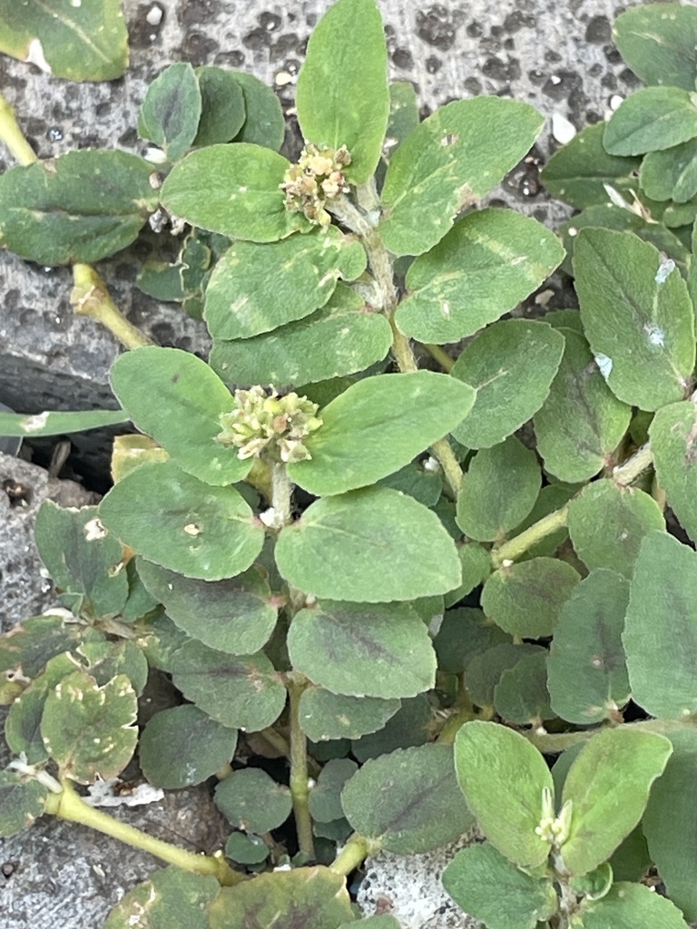 Red Caustic-creeper from Parque Nacional Galápagos, San Cristobal ...