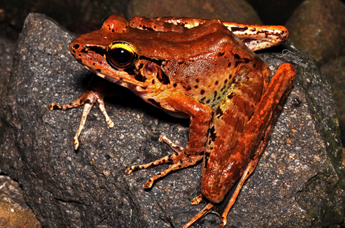 Javan Torrent Frog (Huia masonii) · iNaturalist