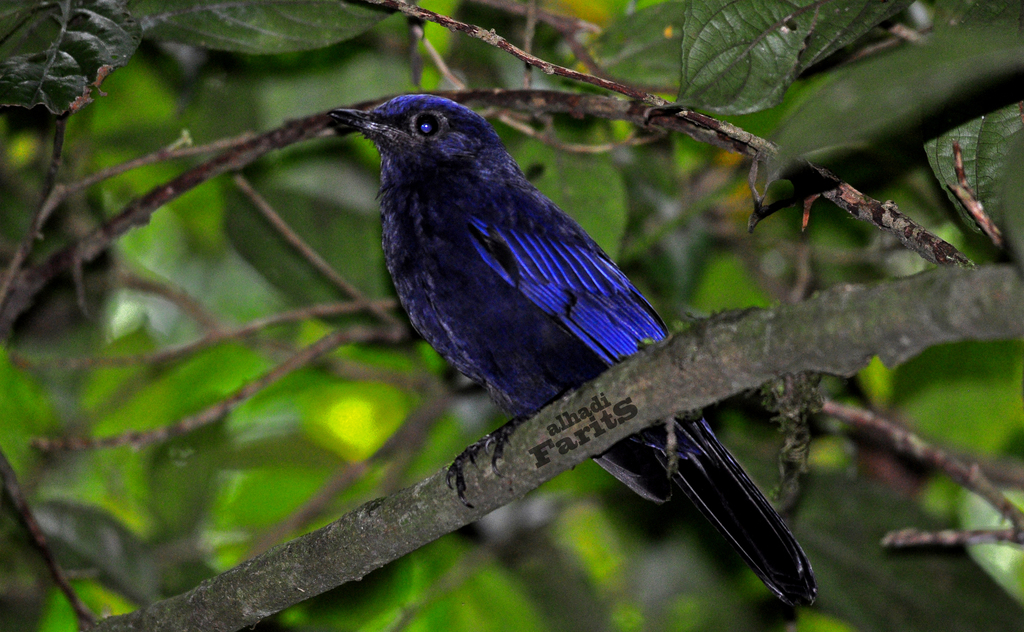 Javan Cochoa (Cochoa azurea) - Avian Discovery