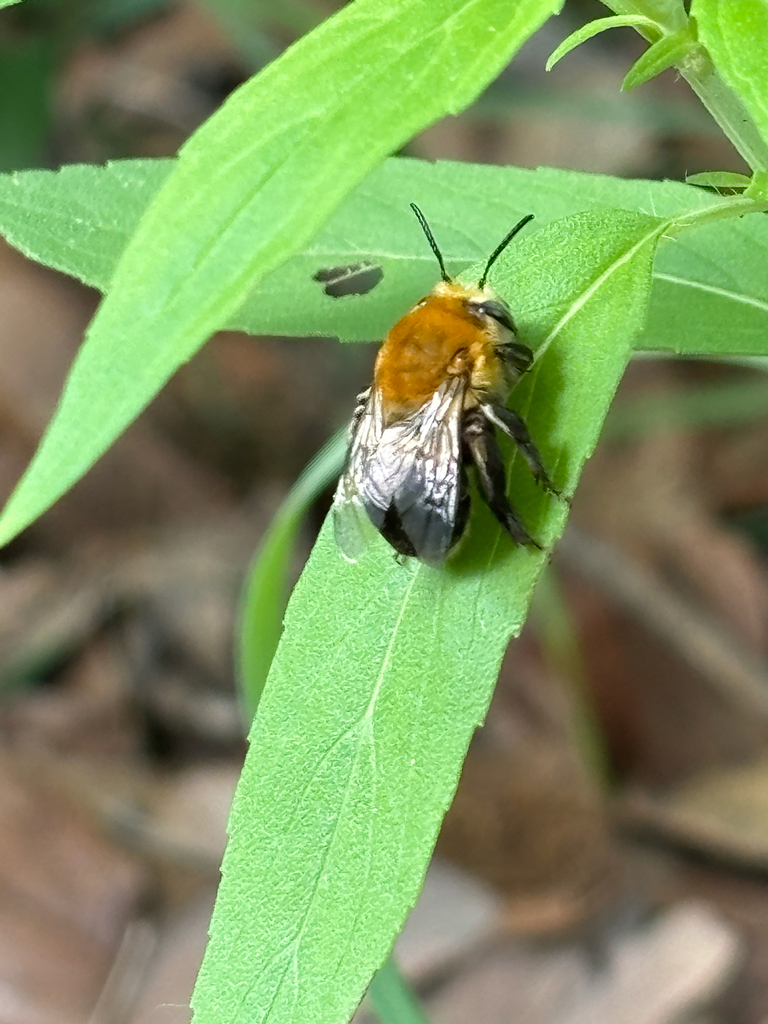 Common Digger Bees from N Bowman Springs Rd, Arlington, TX, US on April ...