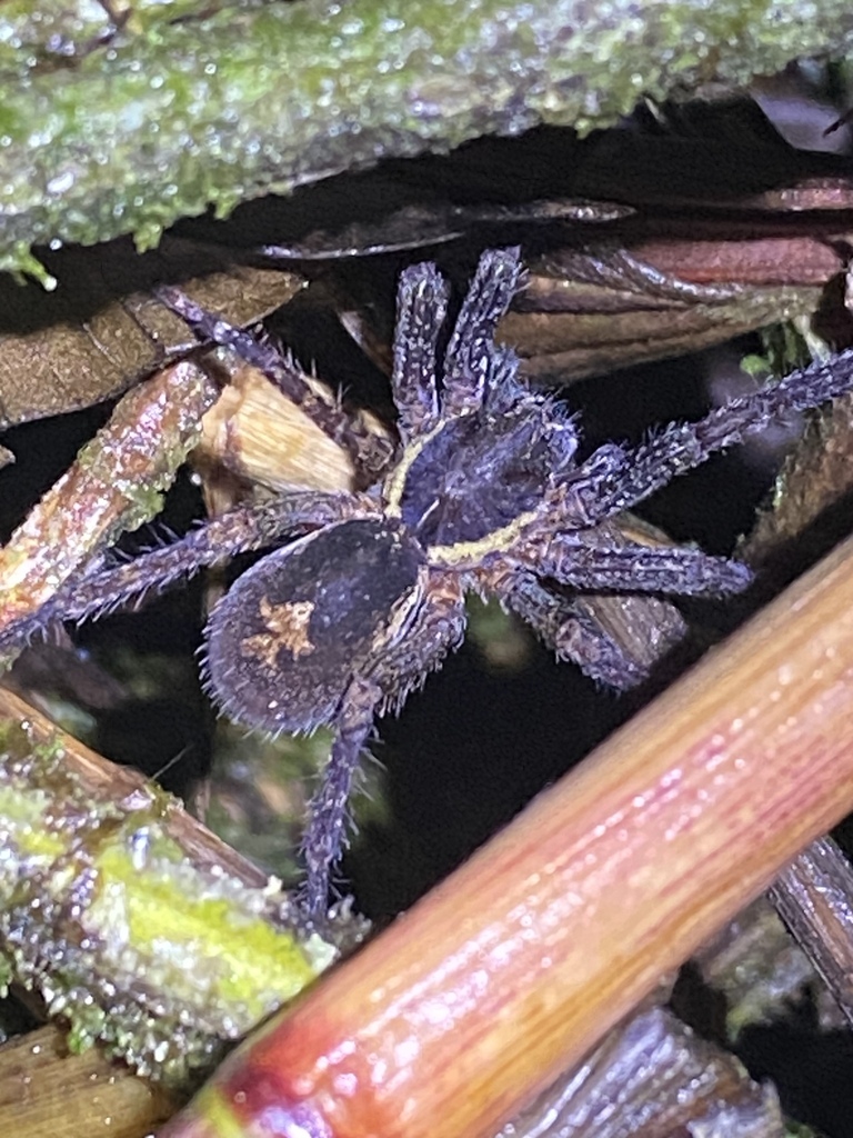 Wandering Spiders from Mera, Pastaza, EC on April 25, 2025 at 08:30 PM ...