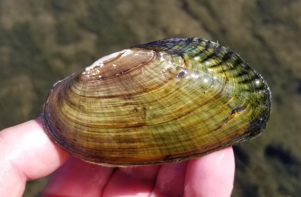 Flutedshell (Freshwater Mussels of the French Creek Watershed ...