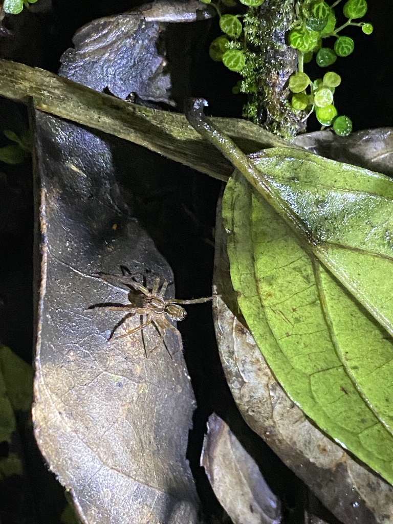 Wandering Spiders from Mera, Pastaza, EC on April 25, 2025 at 07:47 PM ...