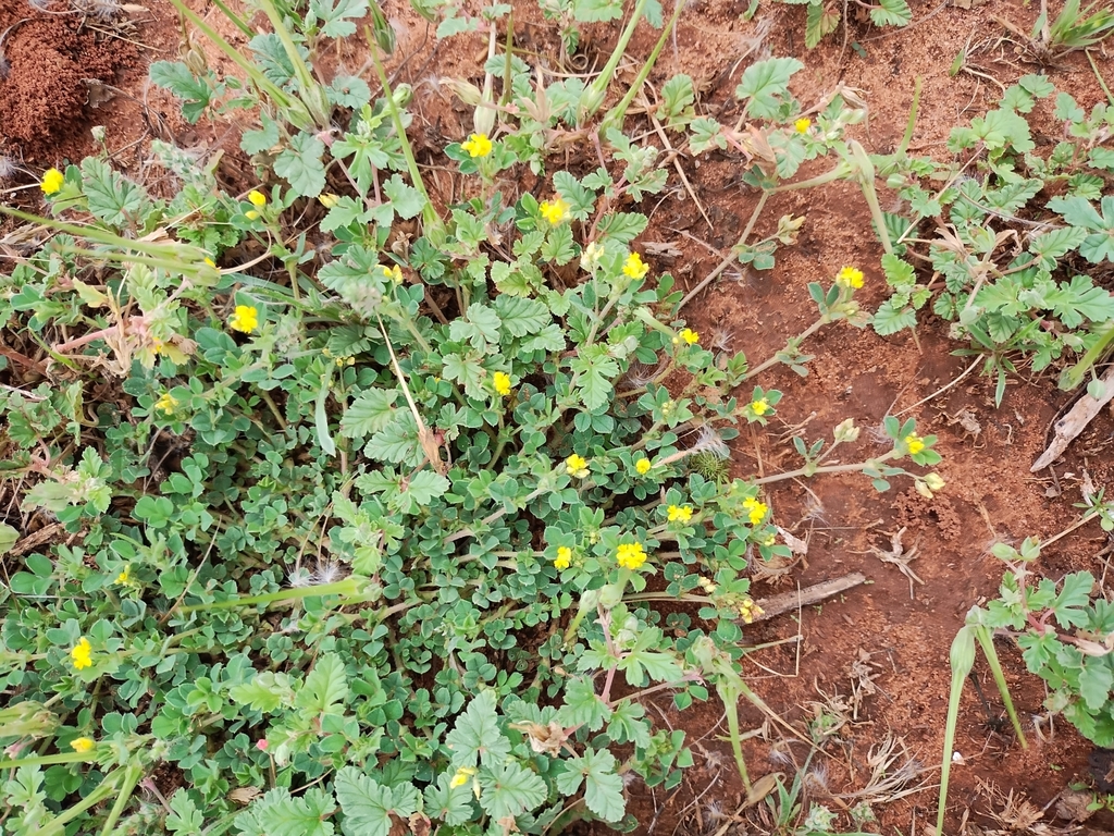 little bur-clover from Tuscola, TX 79562, USA on April 25, 2025 at 03: ...