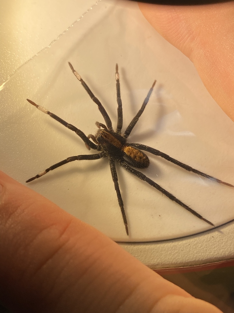 trechaleid spiders from Mera, Pastaza, EC on April 25, 2025 at 07:56 PM ...