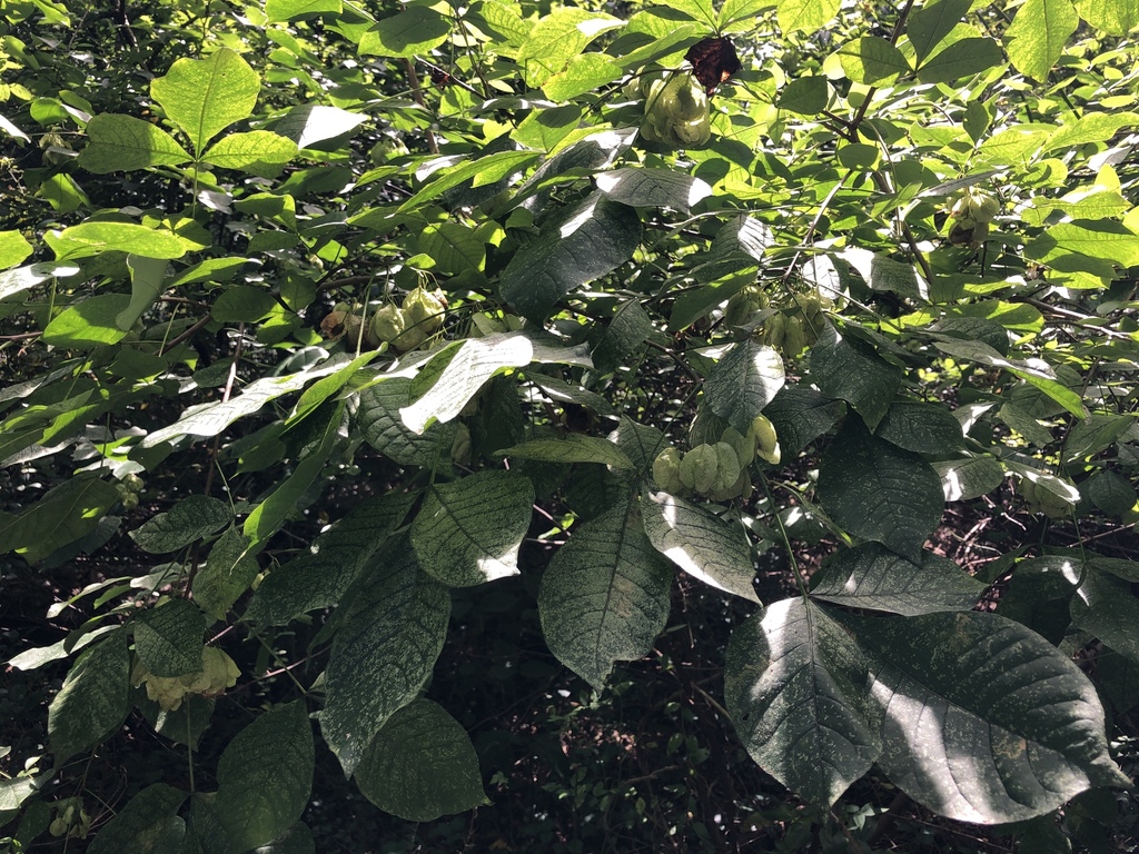 common hoptree in August 2019 by danbotany87 · iNaturalist
