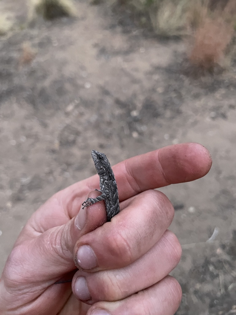 Ornate Tree Lizard from Saguaro National Park - Rincon Mountain ...