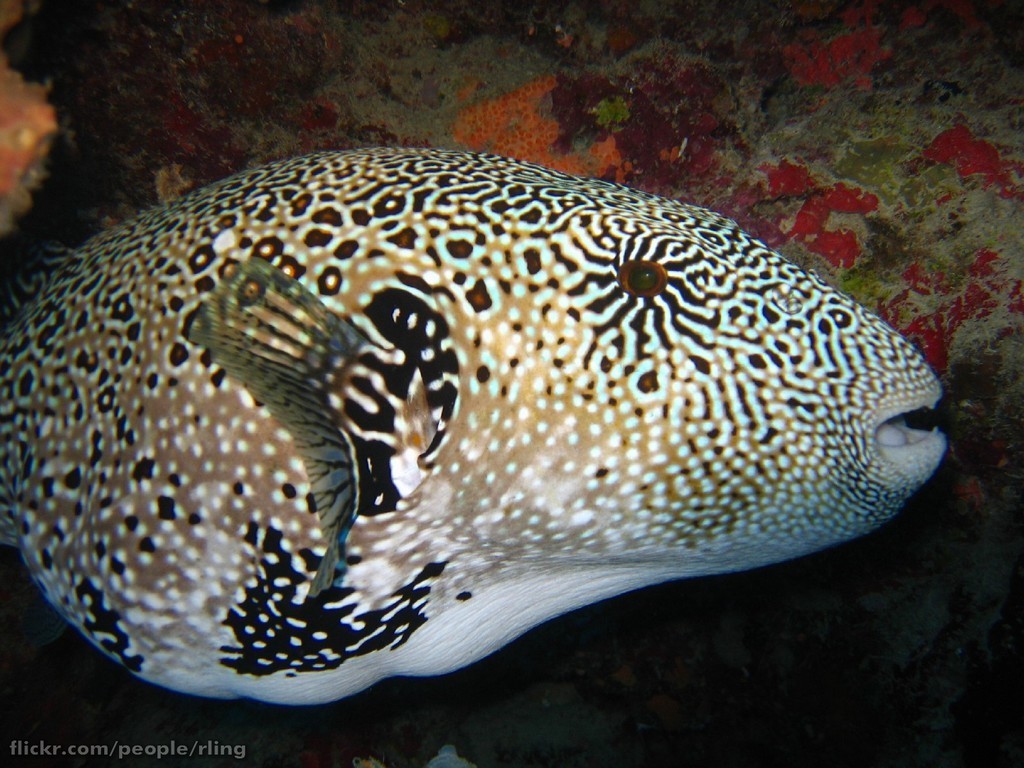 Map Puffer (Fish of Coogee Beach) · iNaturalist