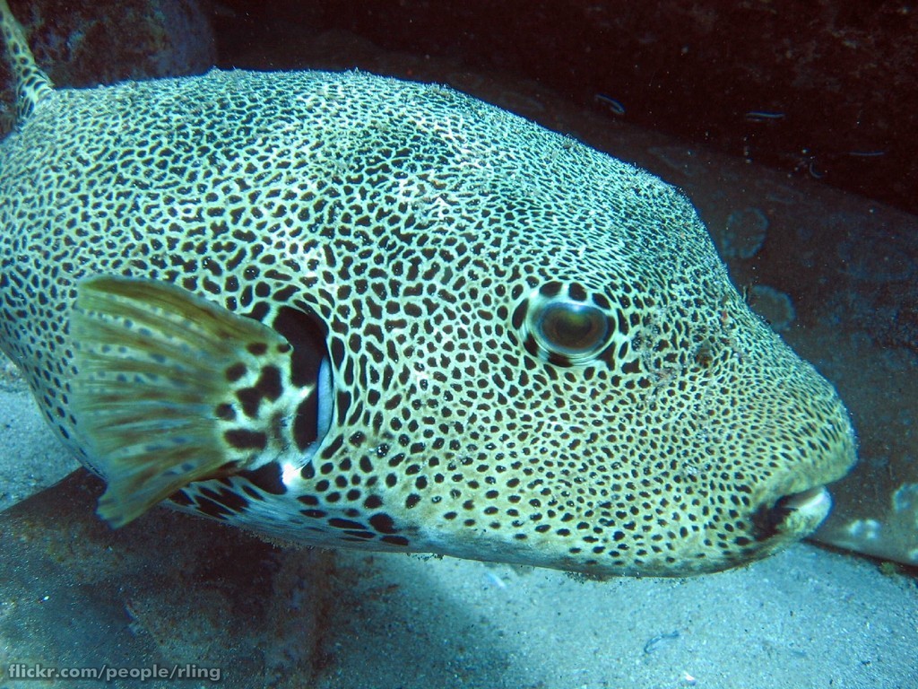 Pufferfishes (Tetraodontidae) - Marine Life Identification