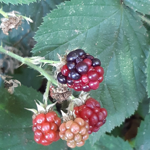 Redberry Mite (Acalitus essigi) · iNaturalist