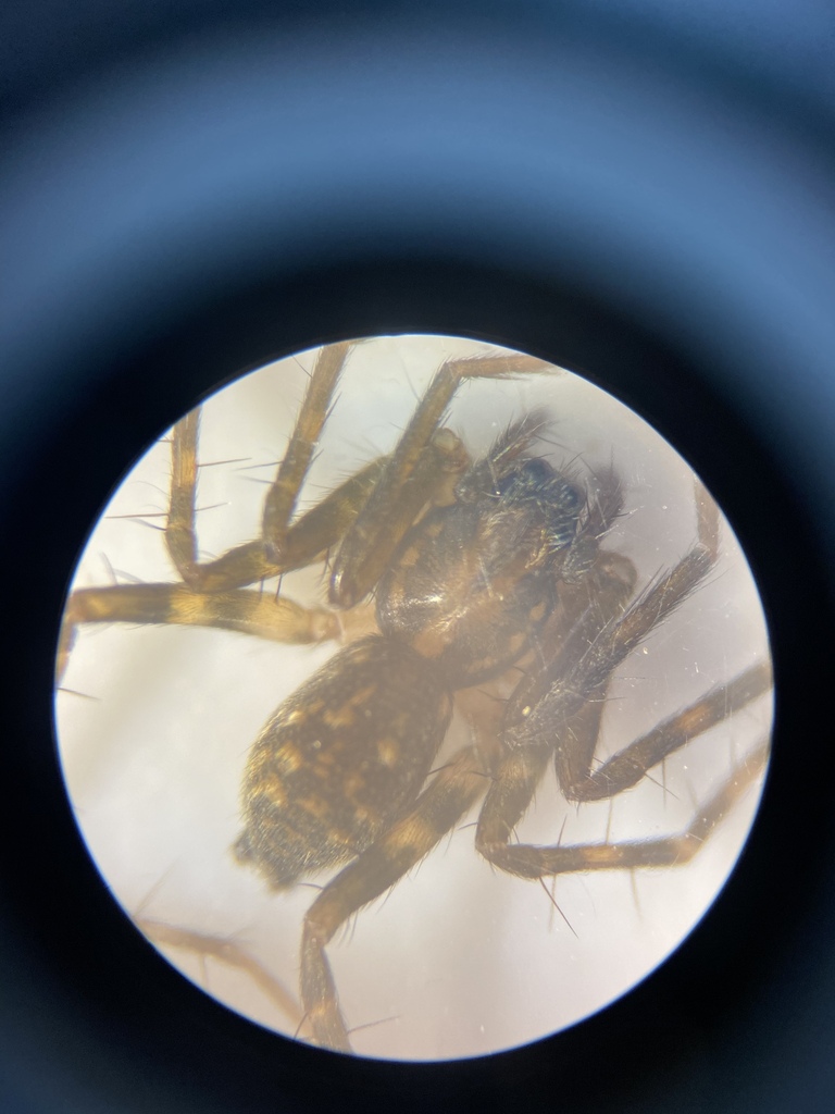 Wolf Spiders from Mera, Pastaza, EC on April 25, 2025 at 08:07 PM by ...