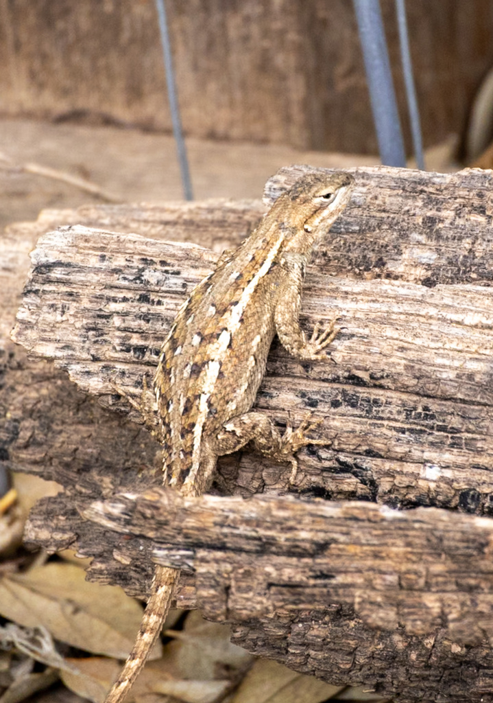 Spiny Lizards from Midland, TX, US on April 26, 2025 at 01:19 PM by ...