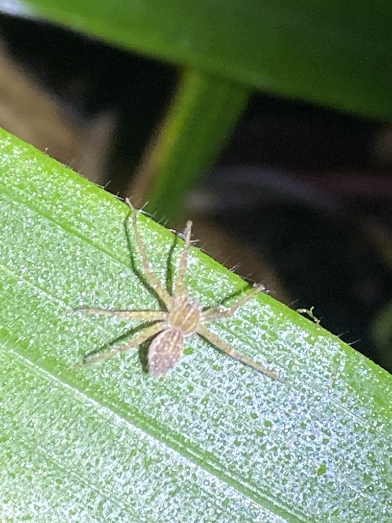 Wolf Spiders and Allies from Mera, Pastaza, EC on April 25, 2025 at 08: ...