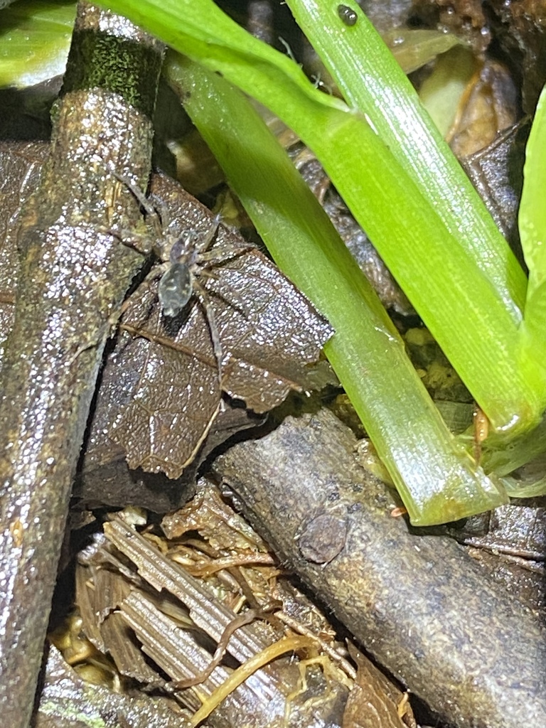 Wandering Spiders from Mera, Pastaza, EC on April 25, 2025 at 08:03 PM ...