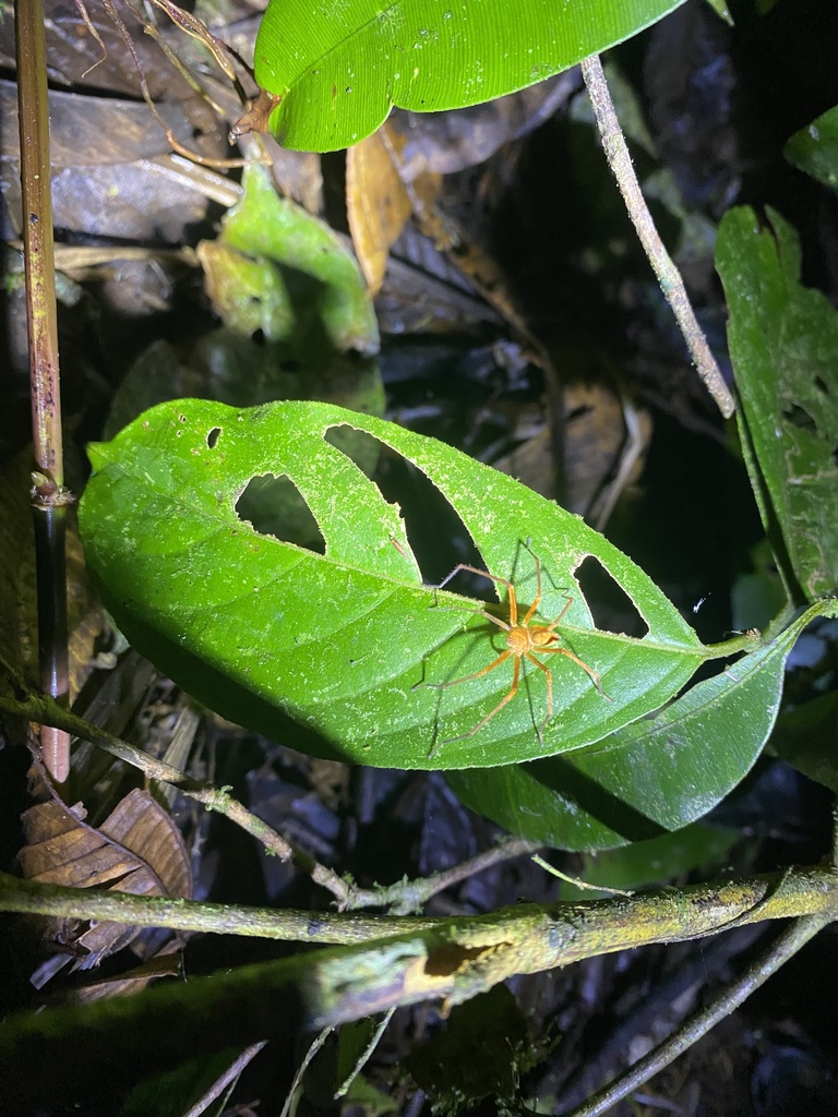 Huntsman Spiders from Mera, Pastaza, EC on April 25, 2025 at 08:21 PM ...