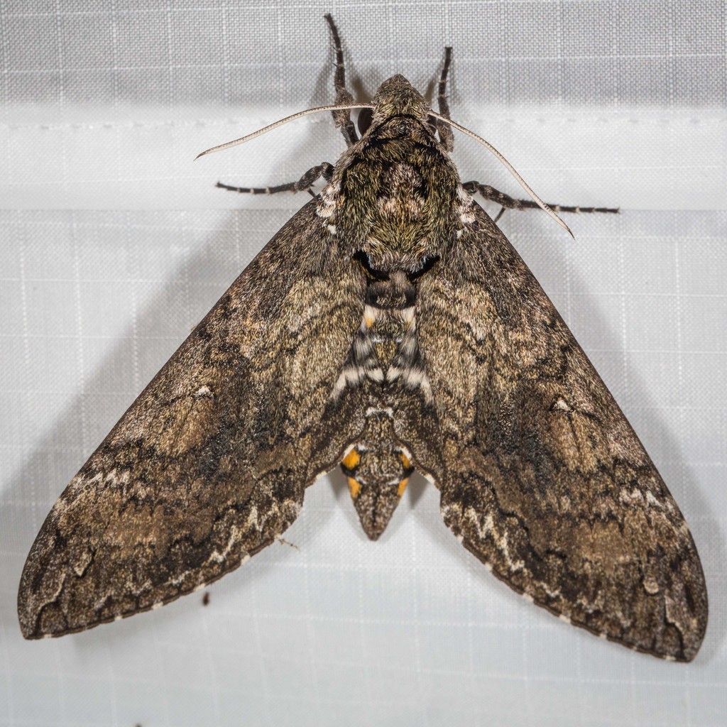 Carolina Sphinx (Insects and Arachnids of Chatfield State Park ...