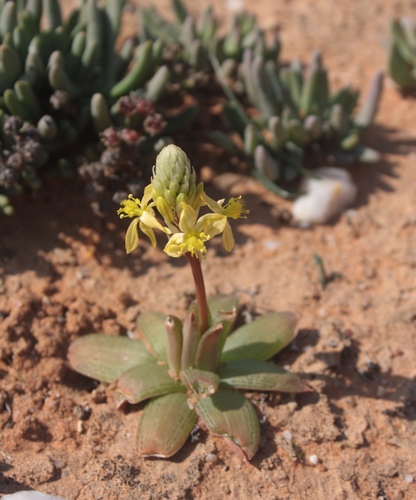 Bulbine fallax · iNaturalist