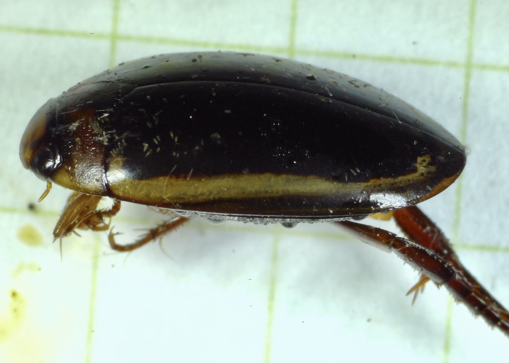 Hydaticus bimarginatus from Richwood, TX, USA on April 24, 2025 at 11: ...