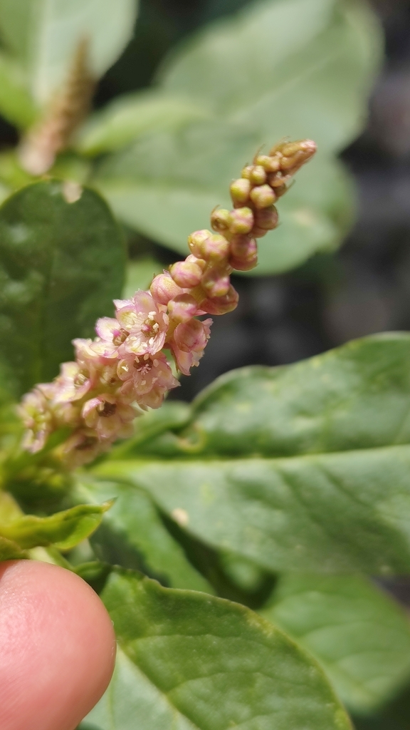 Tropical Pokeweed from 5 de Marzo, 29289 San Cristóbal de las Casas ...