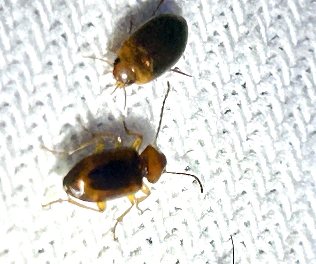 Copelatus glyphicus from Big Bluestem Trail, Frisco, TX, US on April 26 ...
