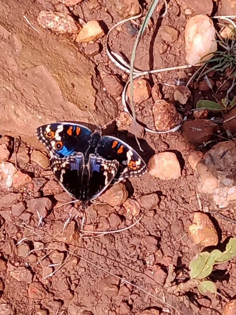 African Blue Pansy from Lesedi Local Municipality, South Africa on ...