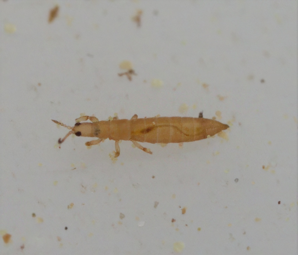 Red Grass Thrips (Thrips of the United States) · iNaturalist