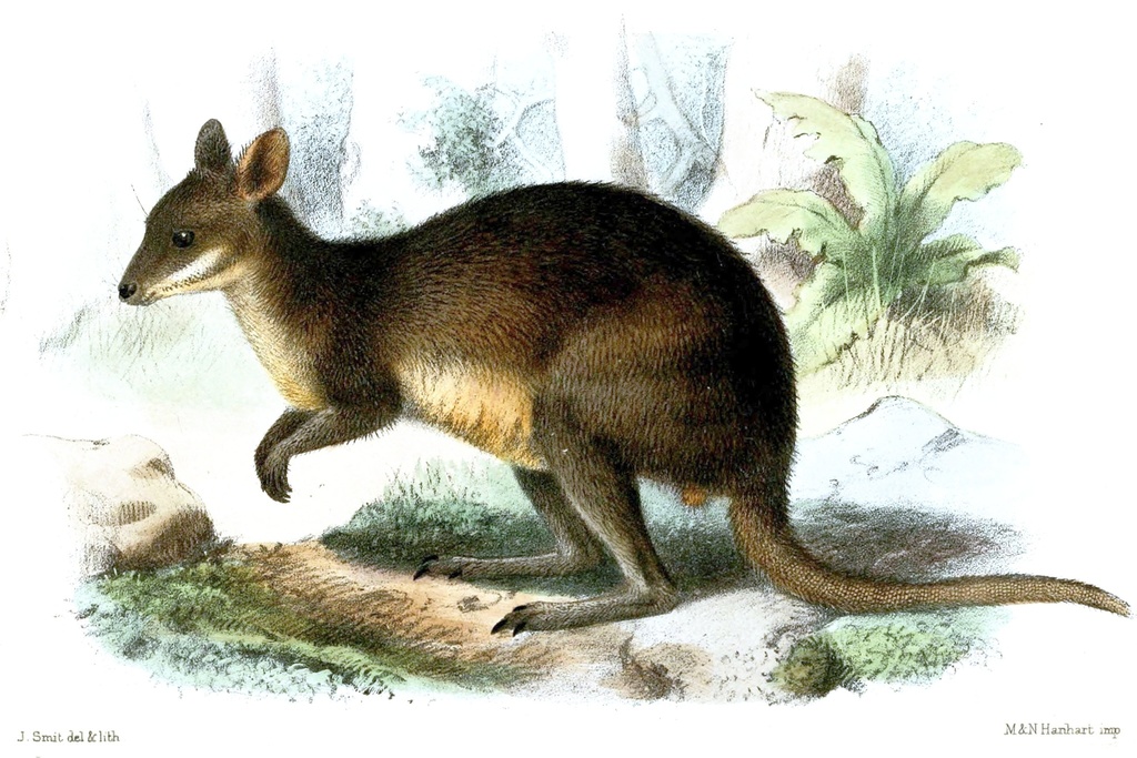 Brown's Pademelon (Thylogale browni) - Know Your Mammals
