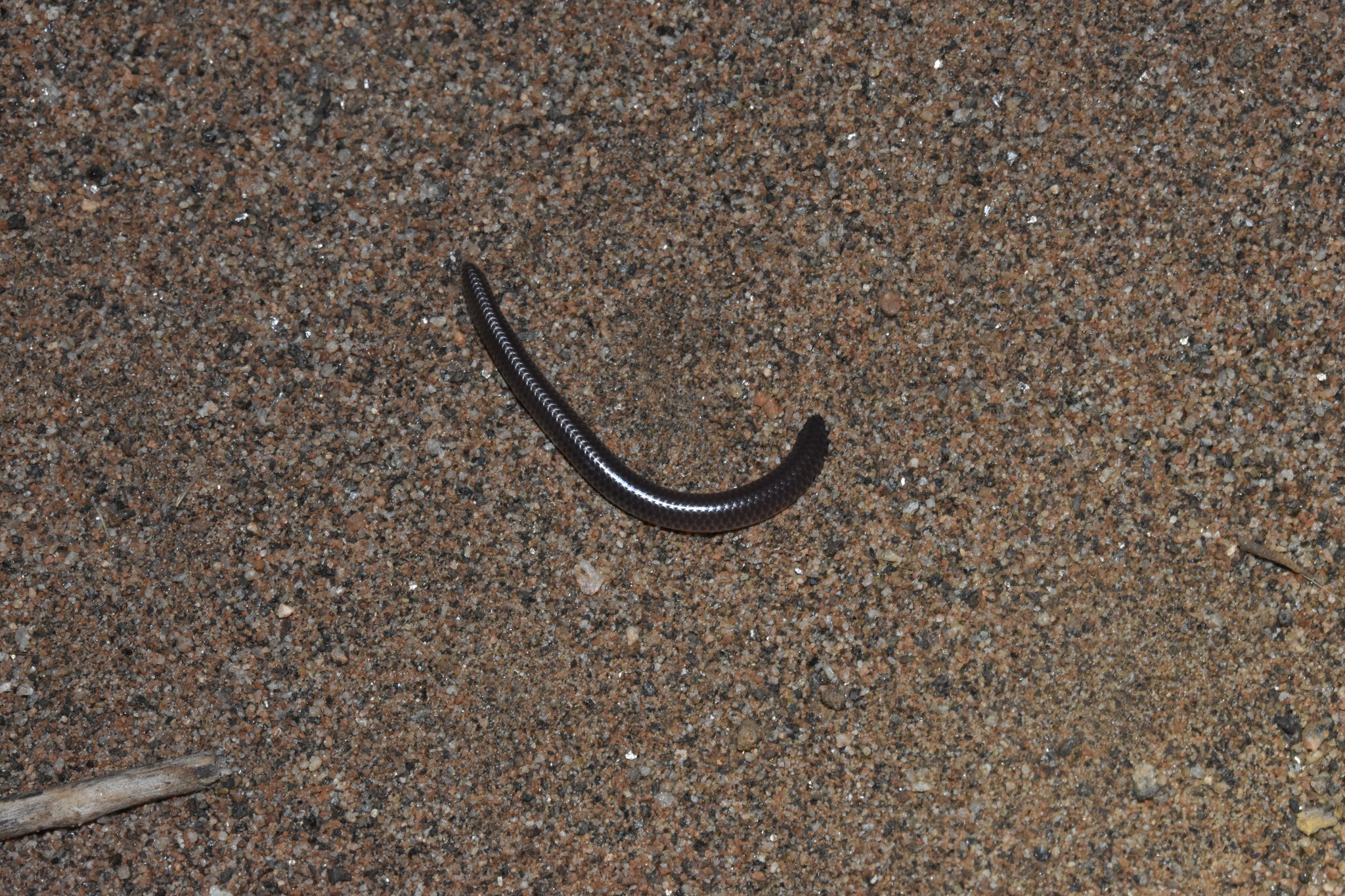 Rena humilis humilis