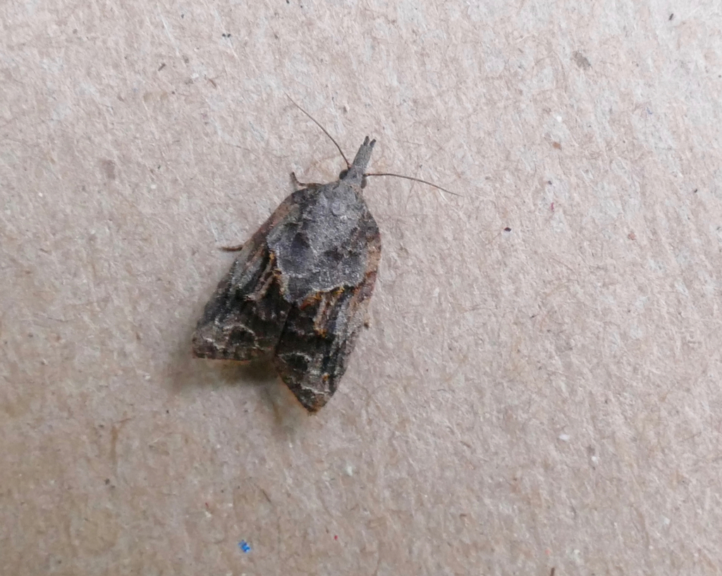 Tufted Apple Bud Moth from 136 Mercer St, Trenton, NJ 08611, USA on ...
