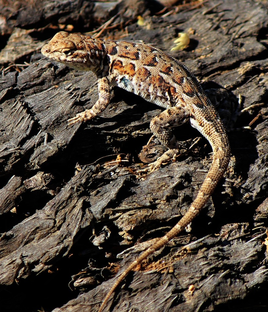 Western Side-blotched Lizard (Uta stansburiana elegans) - Snakes and ...