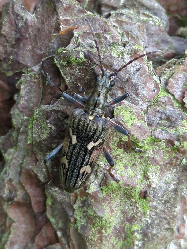 Two-banded Longhorn Beetle from York YO32 9TW, UK on April 27, 2025 at ...