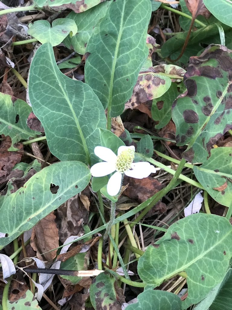 lizard's tail family (Saururaceae) - Botanical Realm