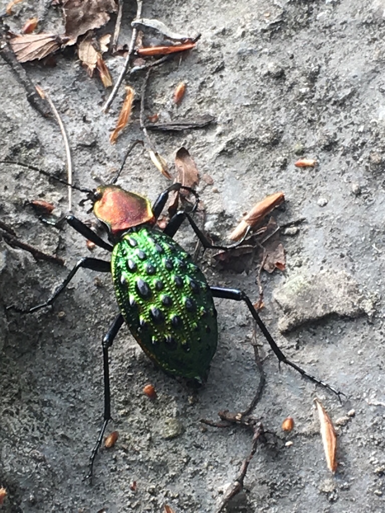 Carabus pustulifer from Zhangjiajie National Park, Hunan, CN on April ...