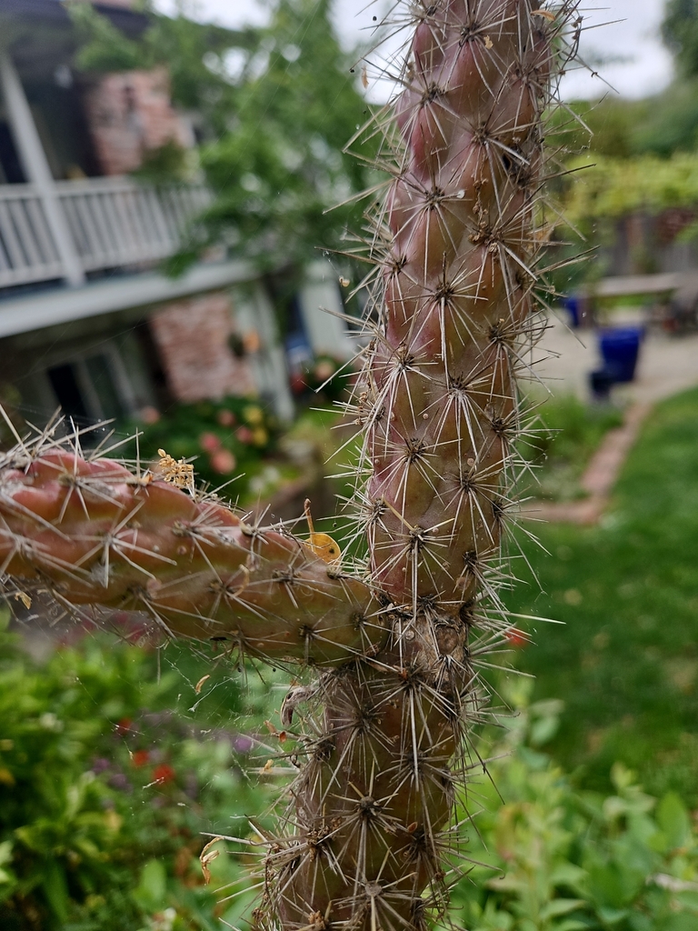 Octopus Cactus in April 2025 by cockroachchris · iNaturalist