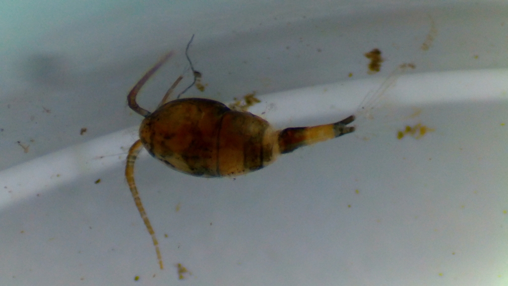 Macrocyclops from Santok, Poland on April 27, 2025 at 11:01 PM by ...