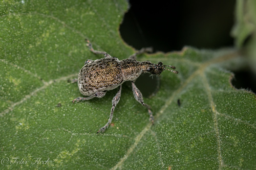 Pilolabus klugii · iNaturalist Mexico