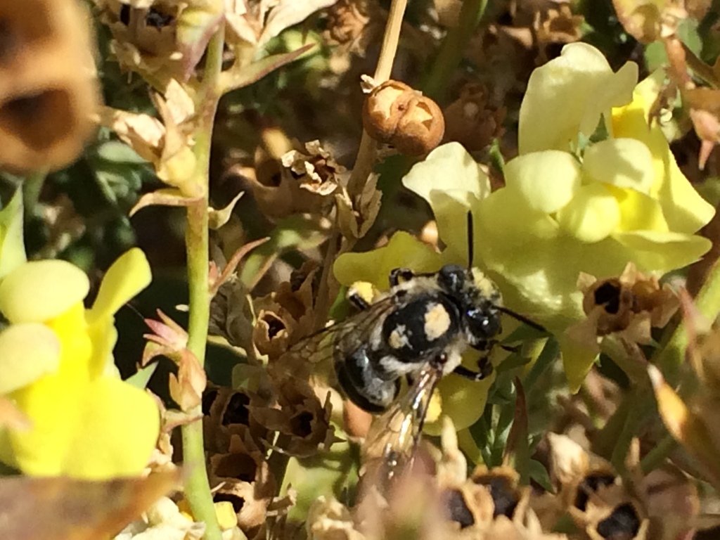 Urbane Digger Bee from Grant County, WA, USA on September 16, 2016 at ...