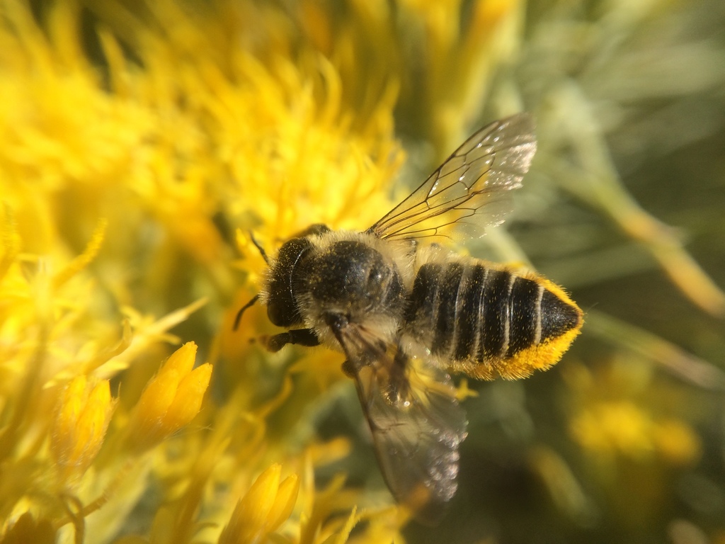 Leafcutter, Mortar, and Resin Bees from Grant County, WA, USA on ...