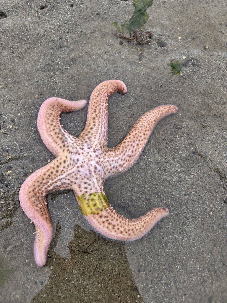 Giant Pink Sea Star from Pierce County, WA, USA on April 27, 2025 at 11 ...