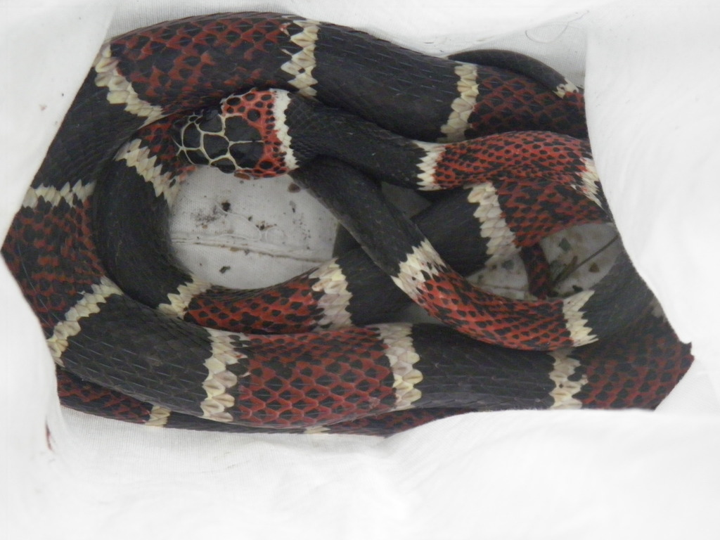 False Tree Coral (Reptiles of Costa Rica's Southern Caribbean Lowlands ...