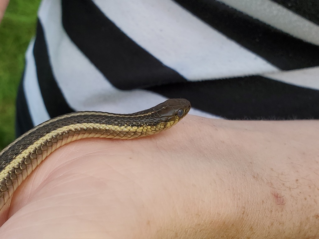 Butler's Garter Snake in August 2019 by Kel · iNaturalist