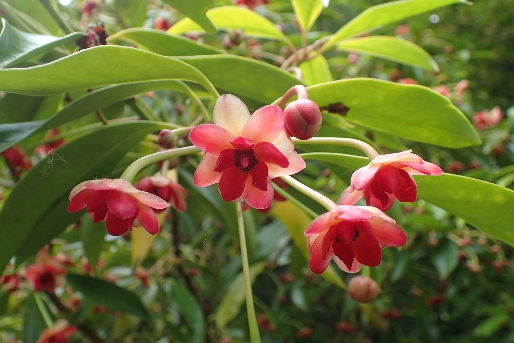 Henry's Anise (Illicium henryi) - Botanical Realm