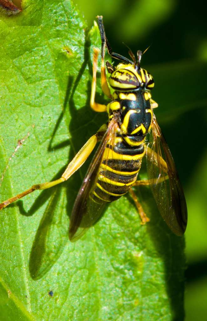 Eastern Hornet Fly (EwA Guide to the Common Arthropods of the Fells (US ...