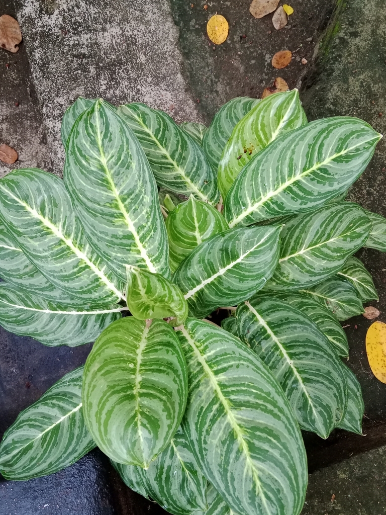 Philippine evergreen from X73W+F6X, Mati, Davao Oriental, Philippines on April 28, 2025 at 05:33 ...